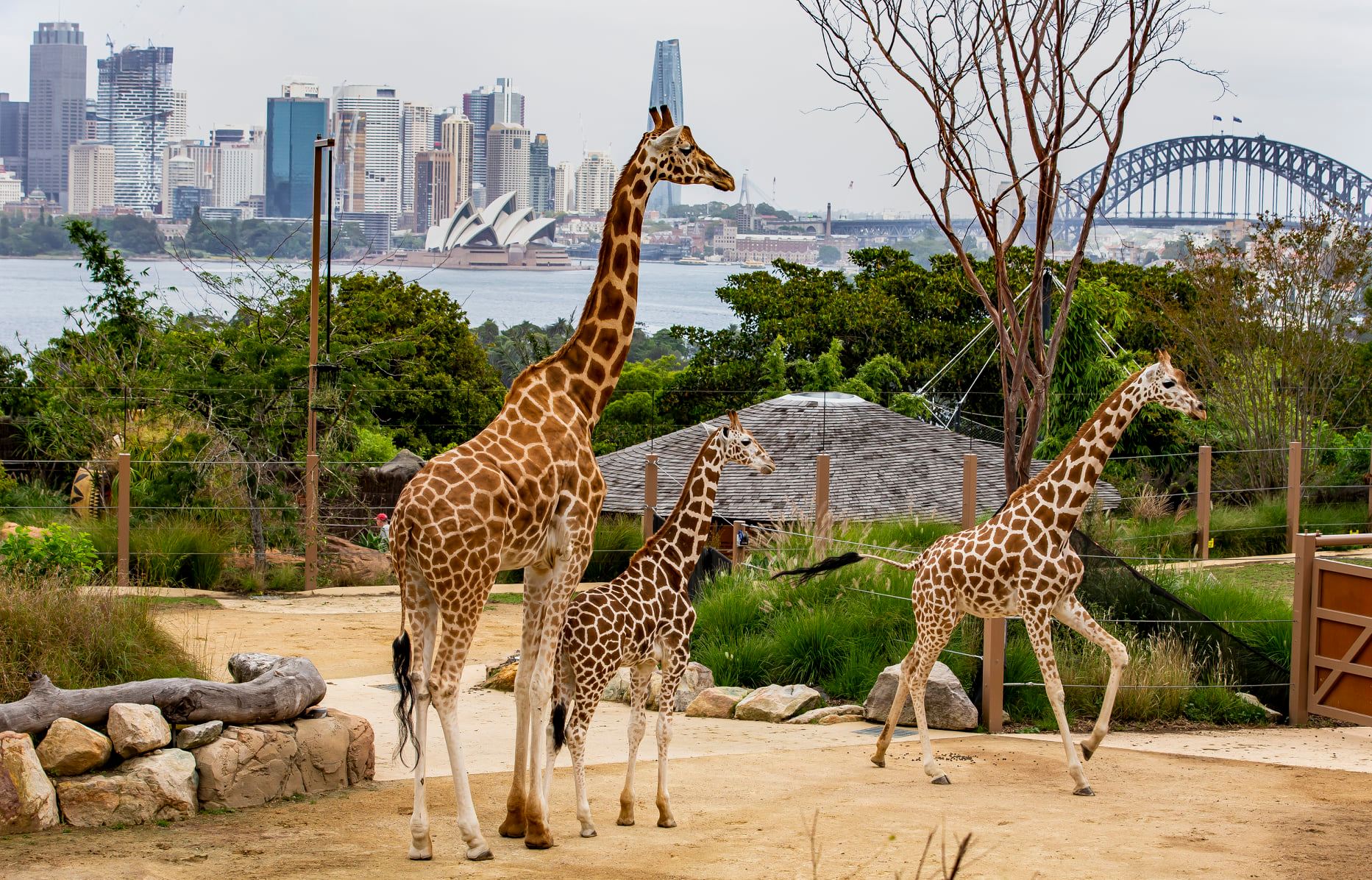 Taronga Zoo Sydney : visite au cœur de la faune australienne